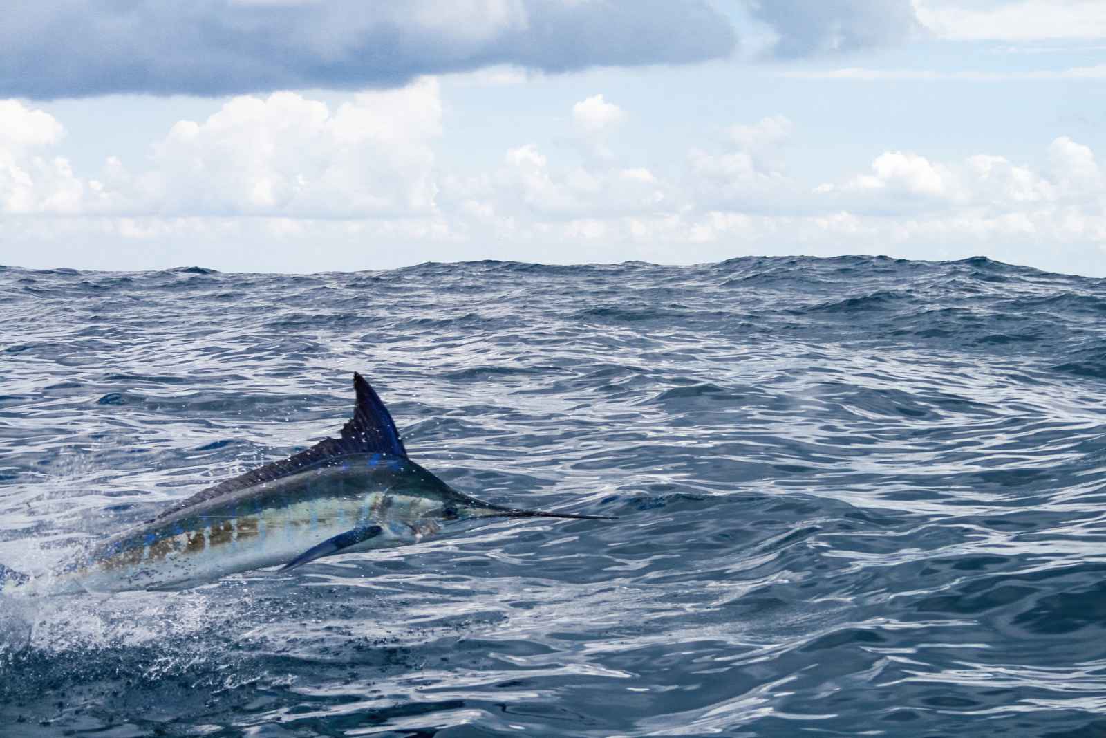 Home - Port Hacking Game Fishing Club