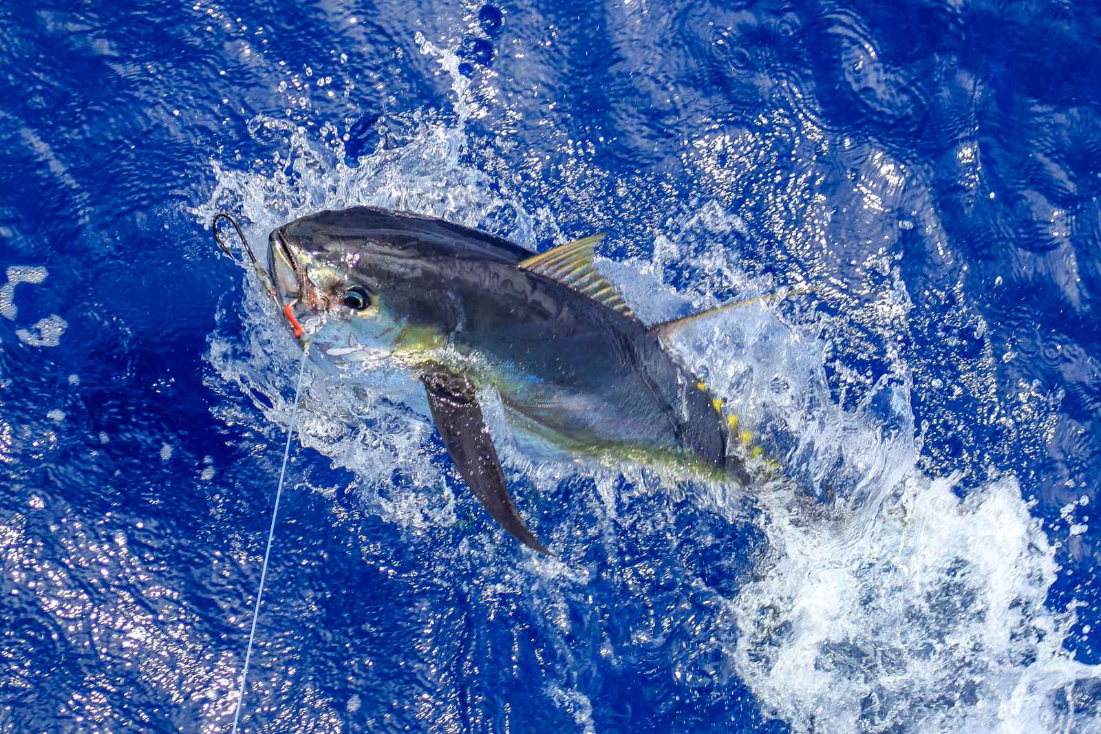 Calendar - Port Hacking Game Fishing Club